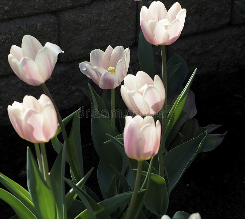 Pink Tulips in Full Bloom stock image. Image of blossom - 146961655