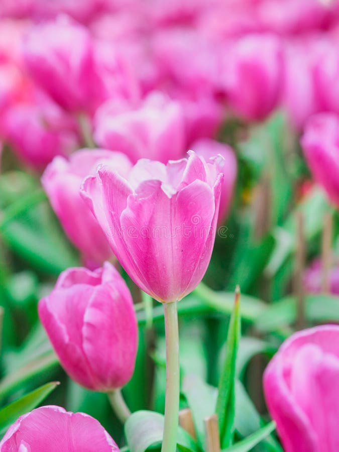 Pink Tulips in the garden stock photo. Image of bloom - 87433046