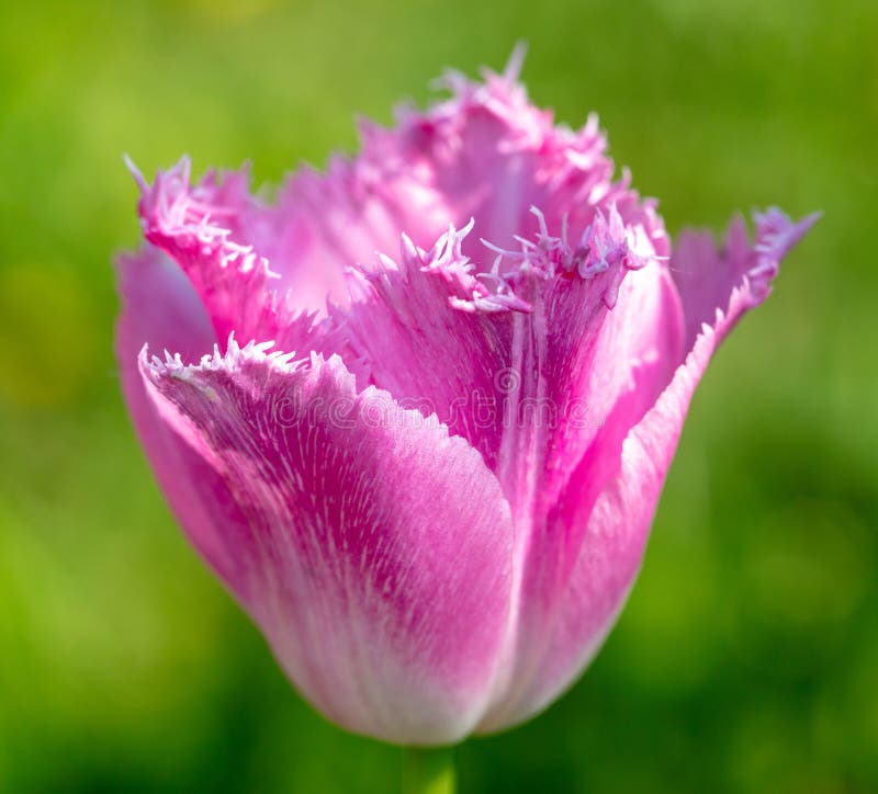 Pink Tulips in the Garden Where in the Spring Stock Image - Image of ...