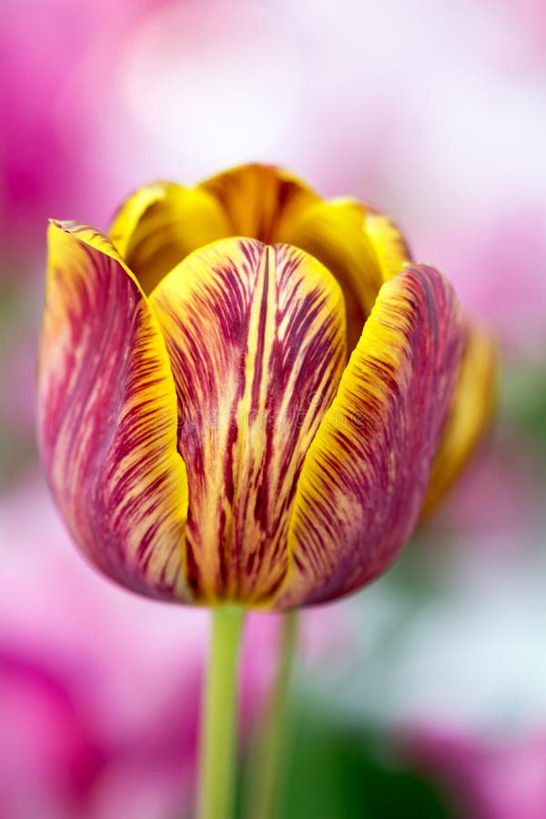 Pink tulips stock photo. Image of bloom, turkey, garden - 40264688
