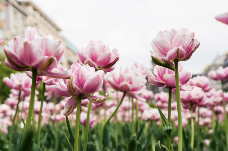 Pink tulips stock image. Image of blossom, plant, natural - 30940155