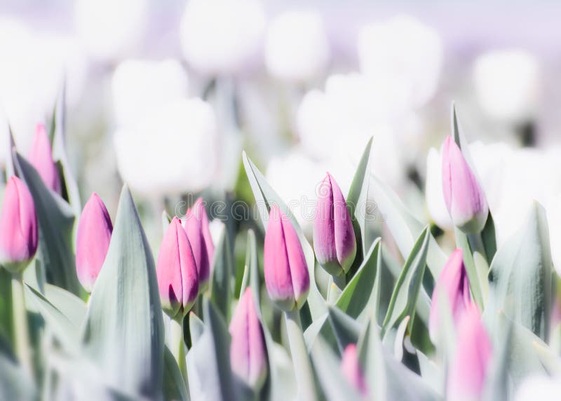 Pink Tulips Growing on a Field on White Blurred Tulips Backdrop Stock ...
