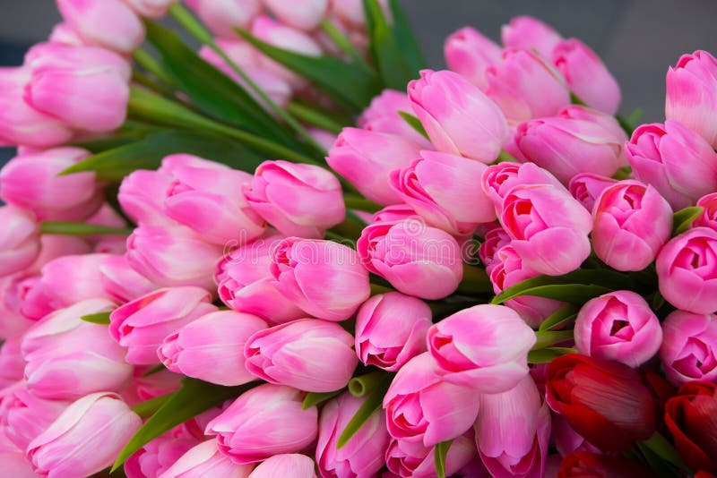 Pink tulips stock photo. Image of celebration, blossom - 51524676