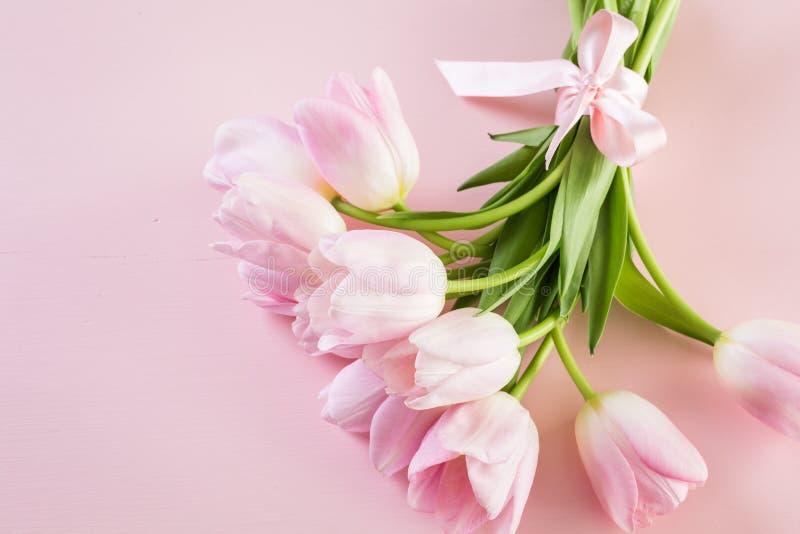 Pink tulips stock photo. Image of flower, 153919, baby - 88128762