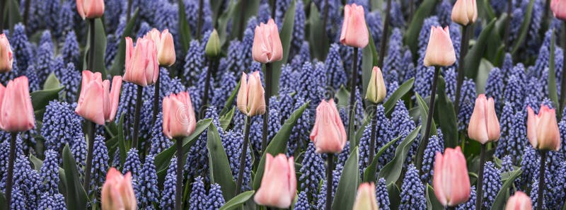 Pink Tulips and Muscari Hyacinth Field Stock Photo - Image of bright ... Pink Tulips and Muscari Hyacinth Field Stock Photo - Image of bright ...