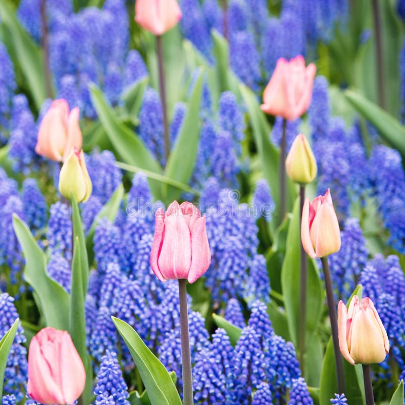Pink Tulips and Muscari Hyacinth Field Stock Image - Image of colorful ... Pink Tulips and Muscari Hyacinth Field Stock Image - Image of colorful ...