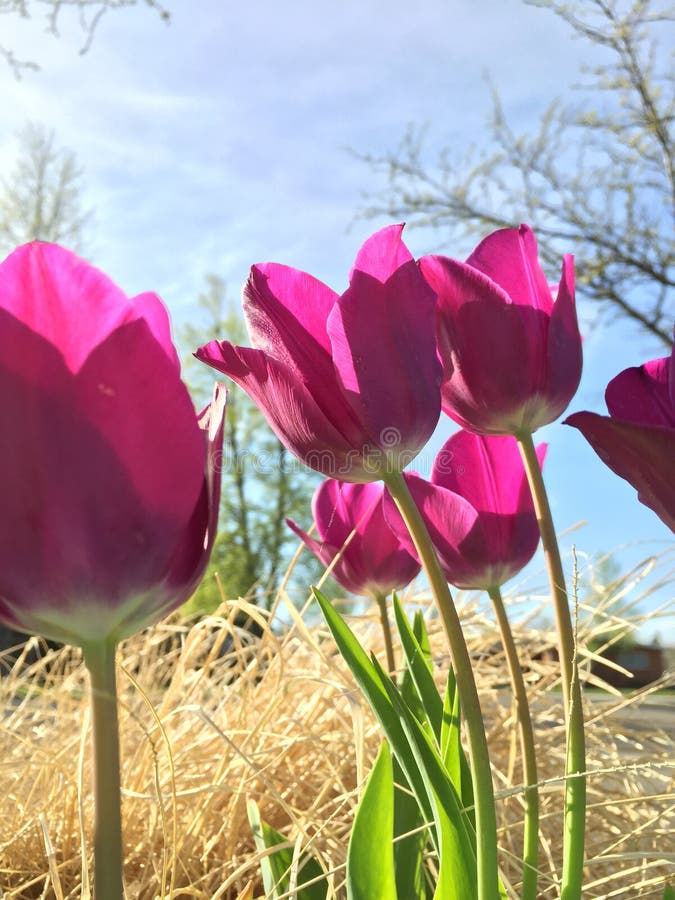 Pink tulips in nature stock image. Image of happy, peace - 80974751