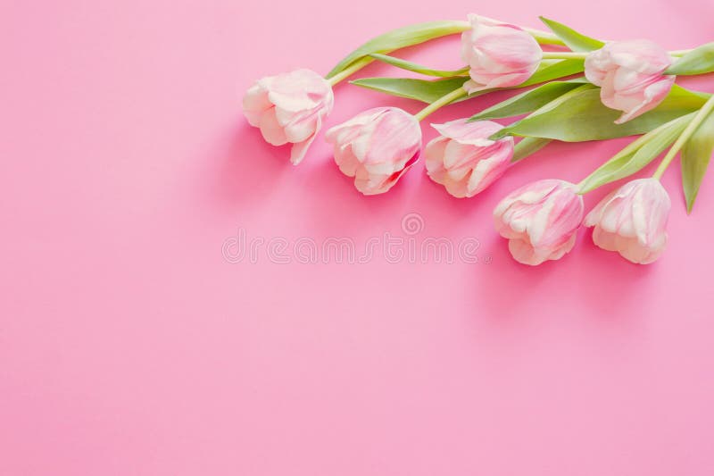 Pink Tulips on Pink Paper Background Stock Image - Image of greeting ...