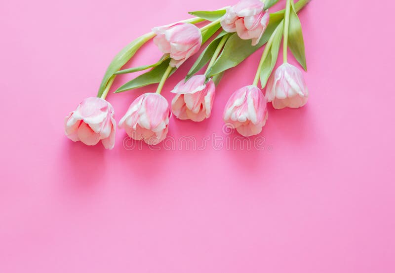 Pink Tulips on Pink Paper Background Stock Image - Image of retro ...