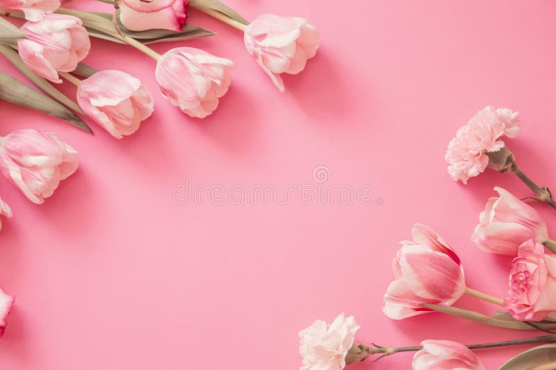 Pink Tulips on Pink Paper Background Stock Photo - Image of happy ...