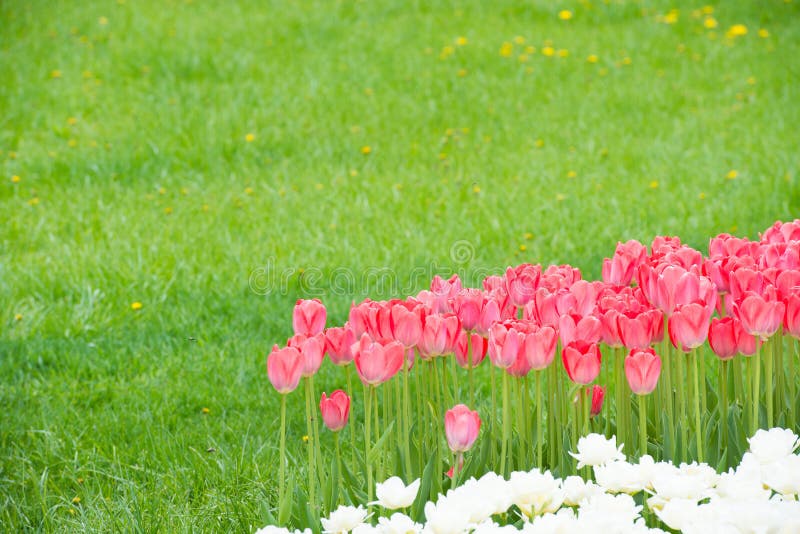 Pink tulips in the park stock image. Image of flora, holland - 93604955
