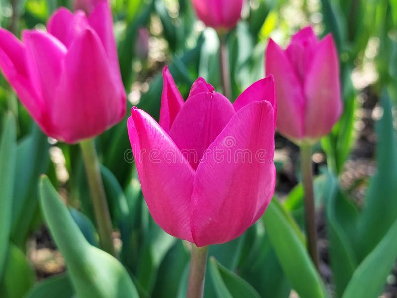 Pink Tulips in Park - Spring Flowers are Blooming Stock Image - Image ...