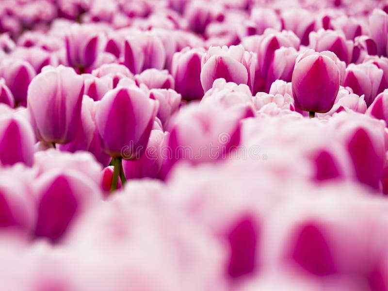 Pink tulips stock image. Image of holland, garden, florist - 36207753