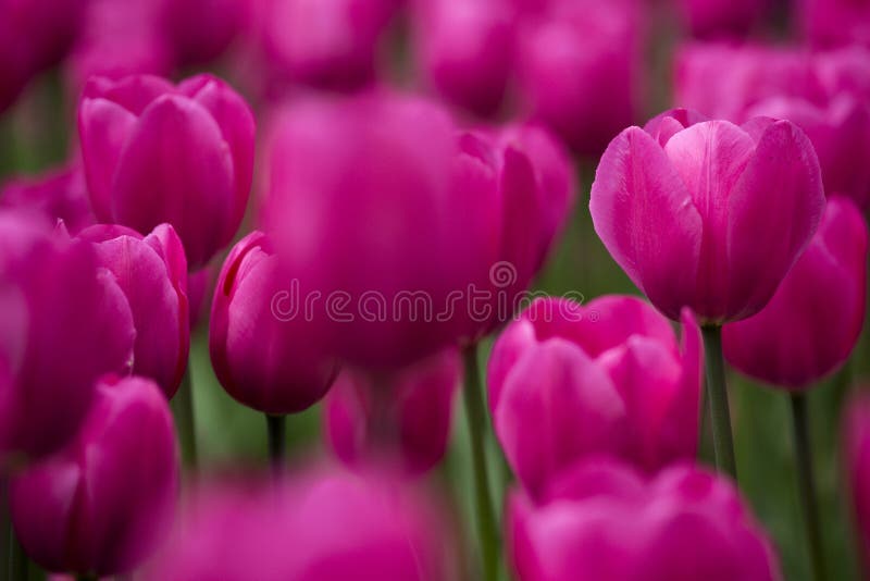 Pink tulips stock image. Image of garden, bunch, background - 36207775