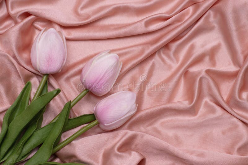 Pink Tulips on a Pink Silk Fabric. Background for Design with Place for ...