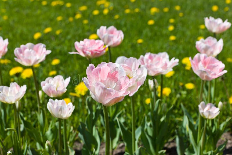 Pink Tulips in the Spring Garden Stock Photo - Image of green, growth ...