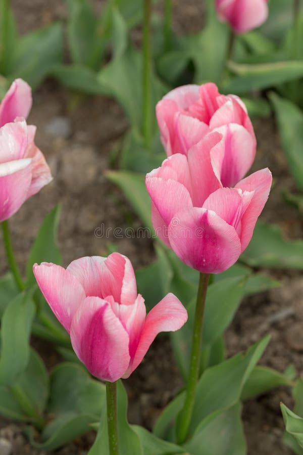 Pink Tulips in the Spring Garden Stock Photo - Image of green, growth ...
