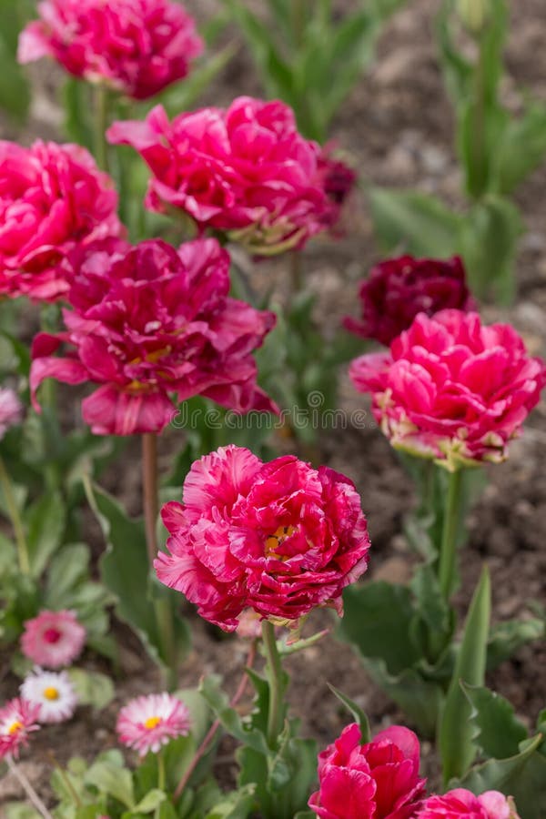 Pink Tulips in the Spring Garden Stock Photo - Image of green, growth ...