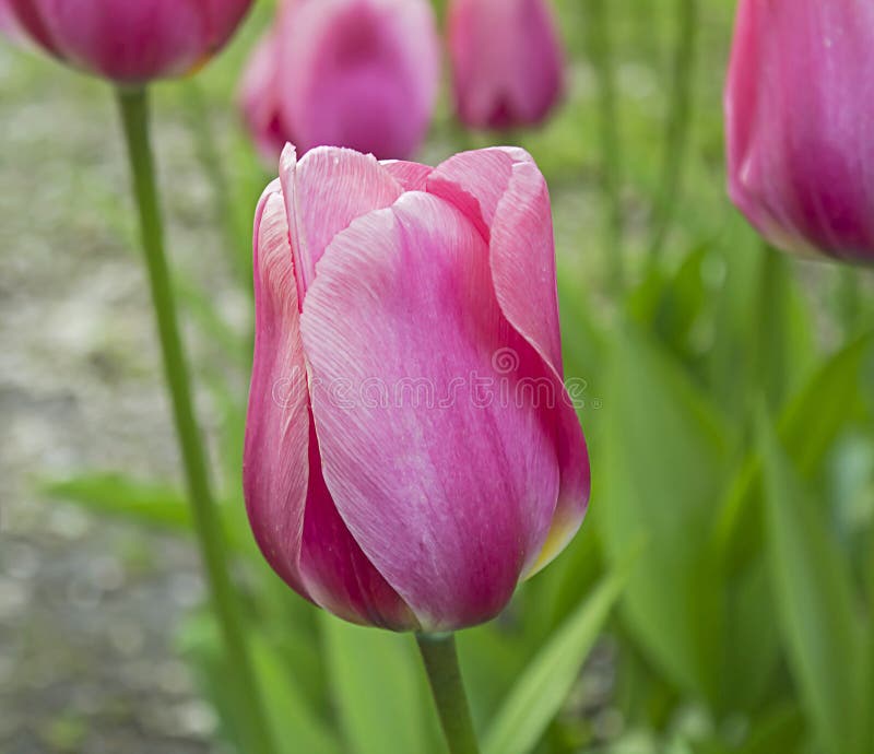 Pink Tulips, Spring Meadow Background Stock Image - Image of park ...