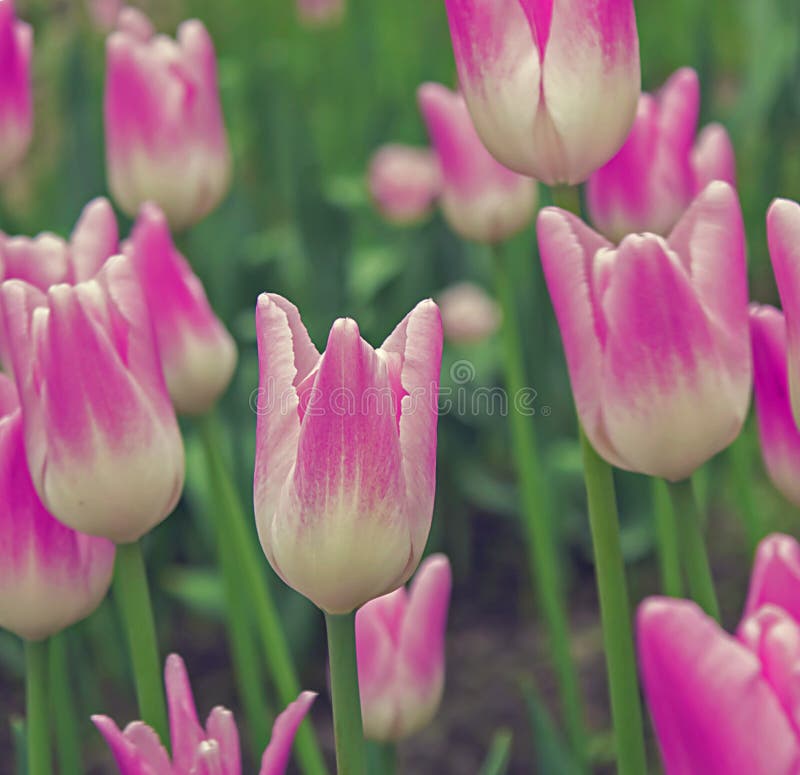 Pink Tulips, Spring Meadow Background Stock Image - Image of field ...