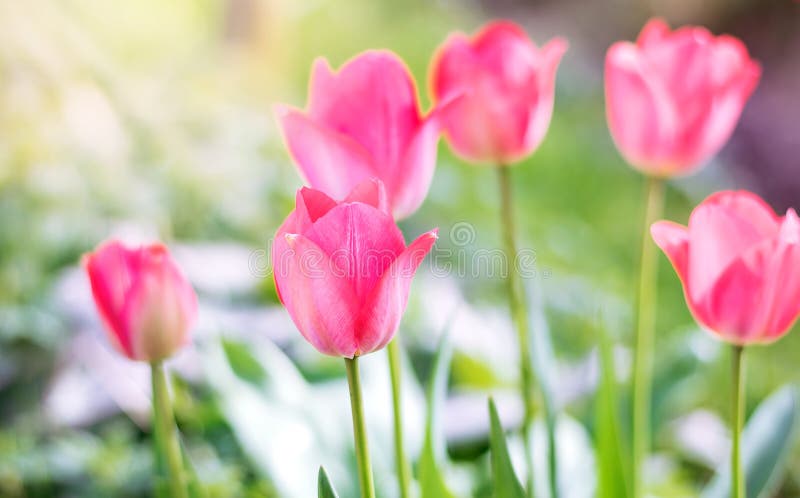 Pretty pink spring flowers stock image. Image of pink - 70837515