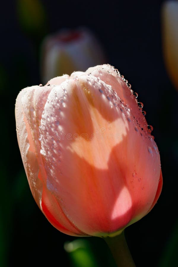 Pink Tulips in Sunlight with Raindrops in Spring Garden Stock Photo ...