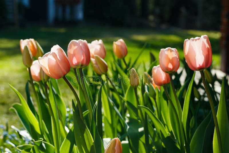Pink Tulips in Sunlight in the Spring Garden Stock Image - Image of ...