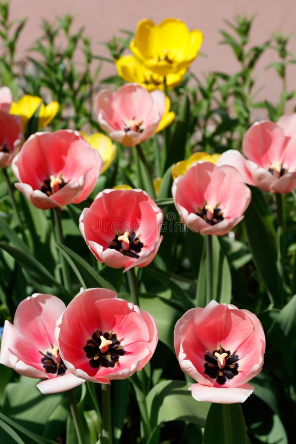Pink Tulips in Sunlight in the Spring Garden Stock Image - Image of ...