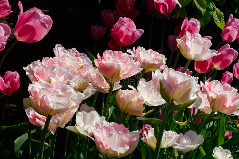 Pink Tulips in Sunlight in the Spring Garden Stock Photo - Image of ...