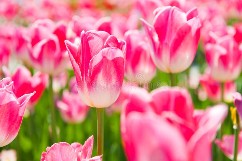 Pink Tulips in Sunny Spring Day Stock Image - Image of green, love ...