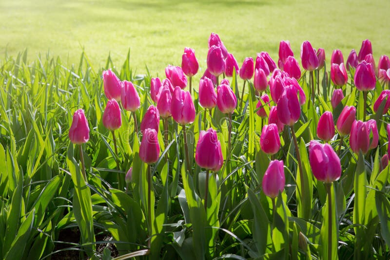 Pink tulips and sunshine. stock photo. Image of freshness - 87008322