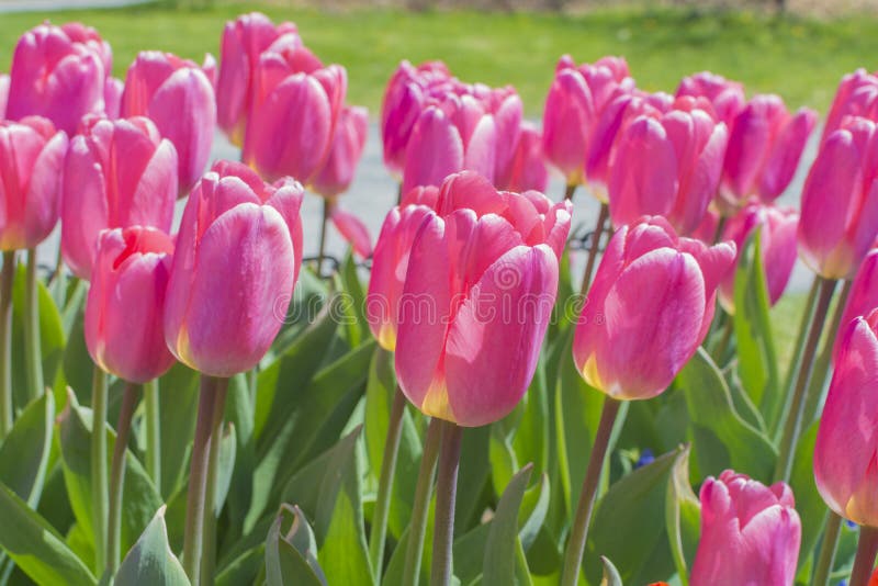 Tulips in Sunshine stock photo. Image of sunbeam, flowers - 16301996