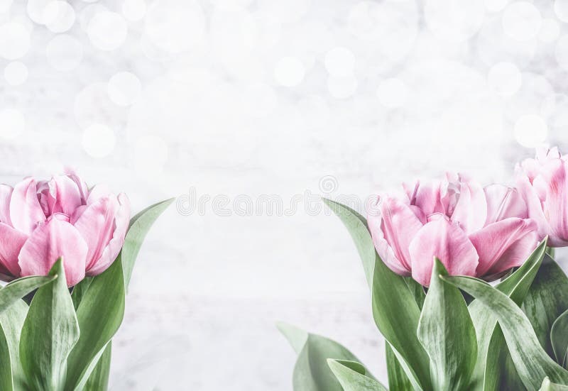 Pink Tulips at White Background with Bokeh, Front View,frame. Spring ...