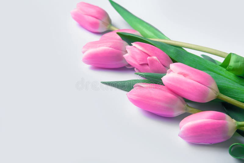 Pink Tulips on White Background and Copy Space Stock Photo - Image of ...
