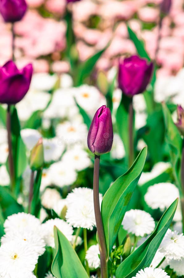 Pink Tulips and White Daisy Flower Stock Photo - Image of fathers ...