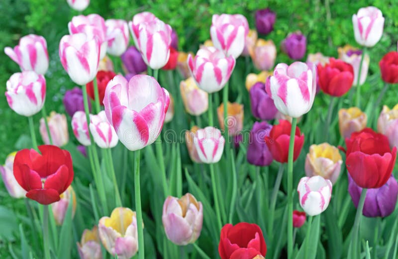 Pink Tulips with White Stripes in a Flowerbed with Multi-colored Tulips ...