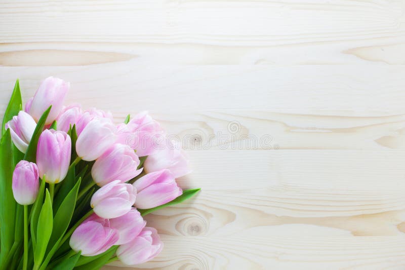 Tulip Background stock image. Image of wood, copy, tulips - 166501039
