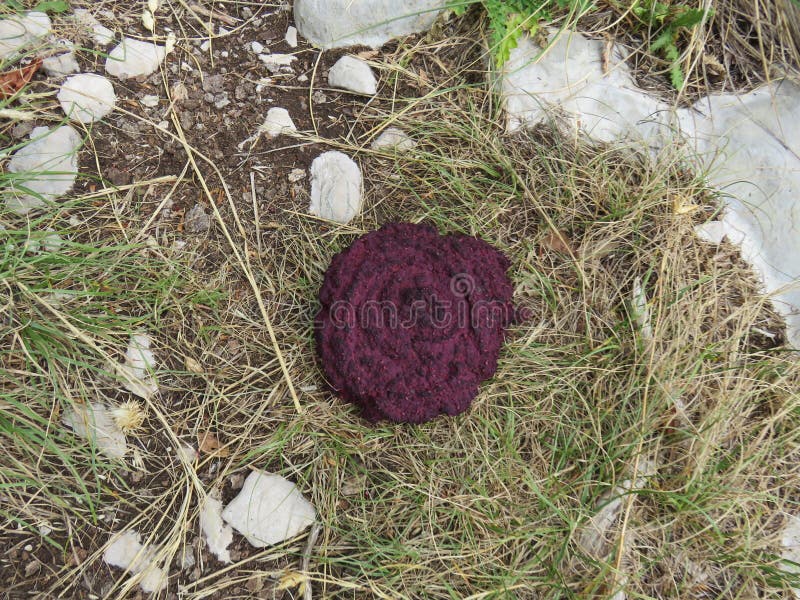 Pink turd on hiking trail stock image. Image of area - 161170919
