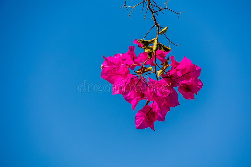 Pink Twig with Buganvilias Flowers Against the Blue Cloudless Sky Stock ...