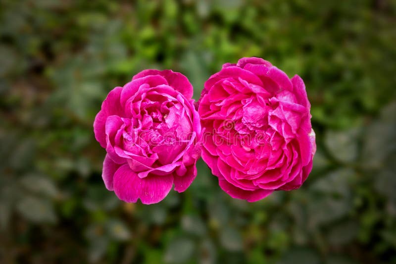 Pink Twin Garden Roses a Symphony of Elegance in Nature S Garden Stock ...