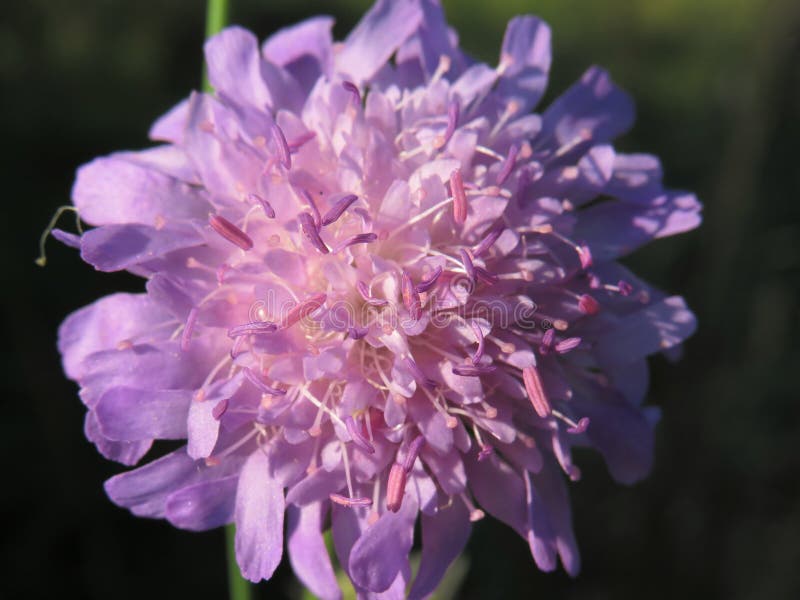 Pink Universe in a Flower Devils Bite Scabious Stock Photo - Image of ...
