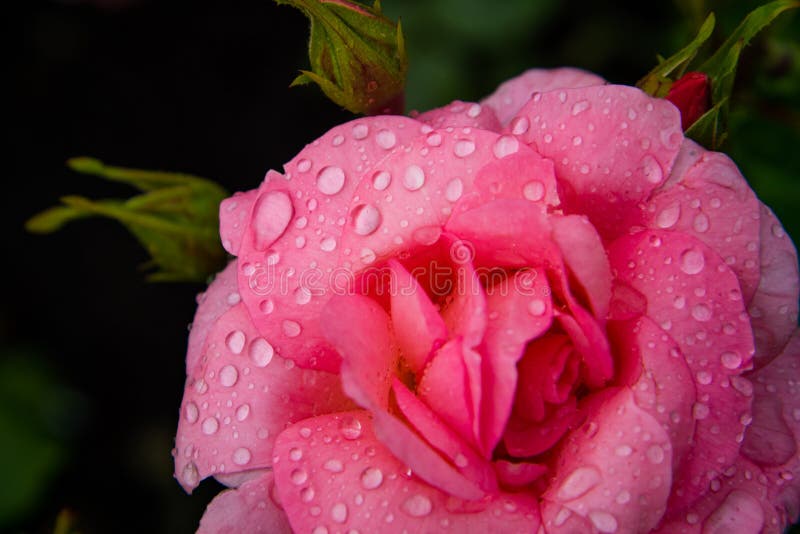 Pink Valencia Theehybride Kordes 1989 in Garden Stock Image - Image of ...