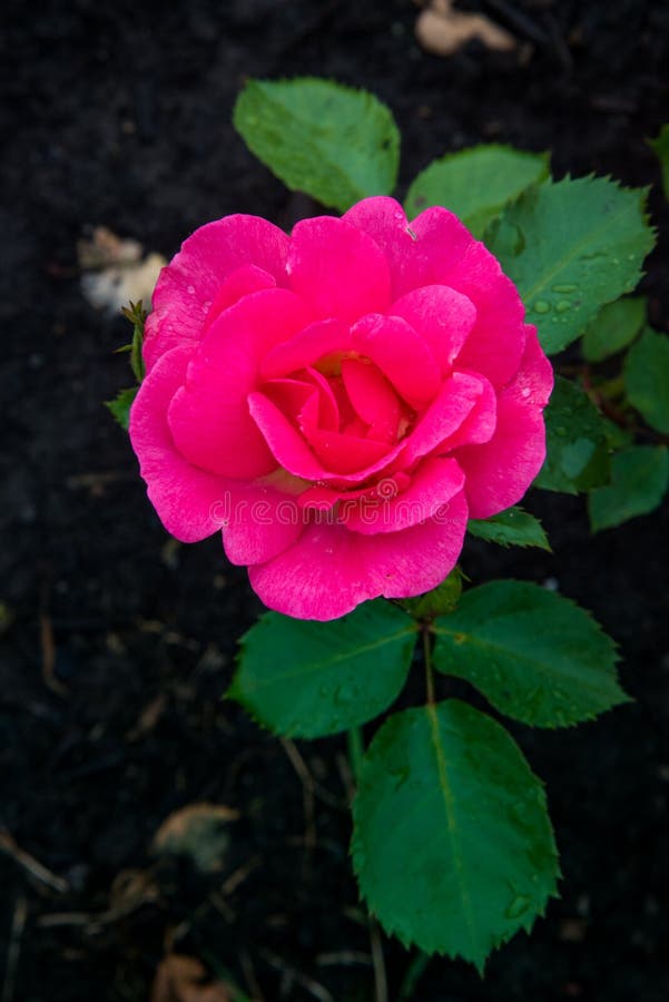 Pink Valencia Theehybride Kordes 1989 Stock Photo - Image of kordes ...