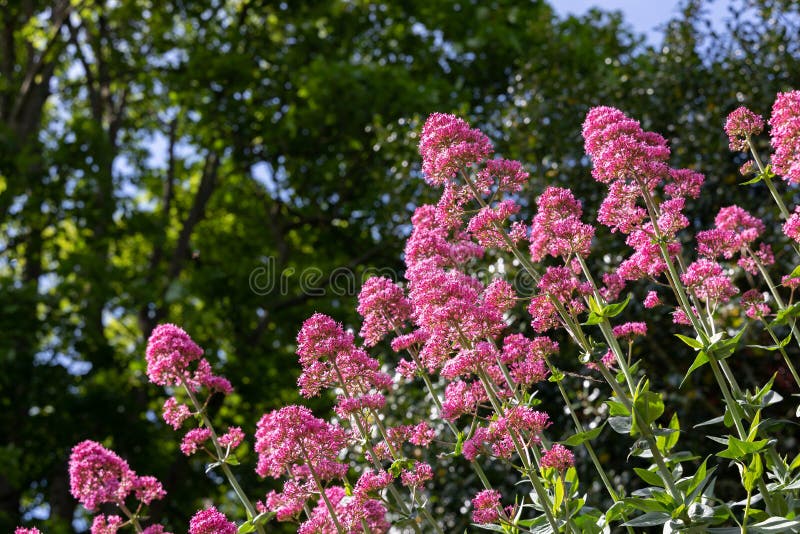 Valerian pink flower stock image. Image of pink, larvae - 187654199