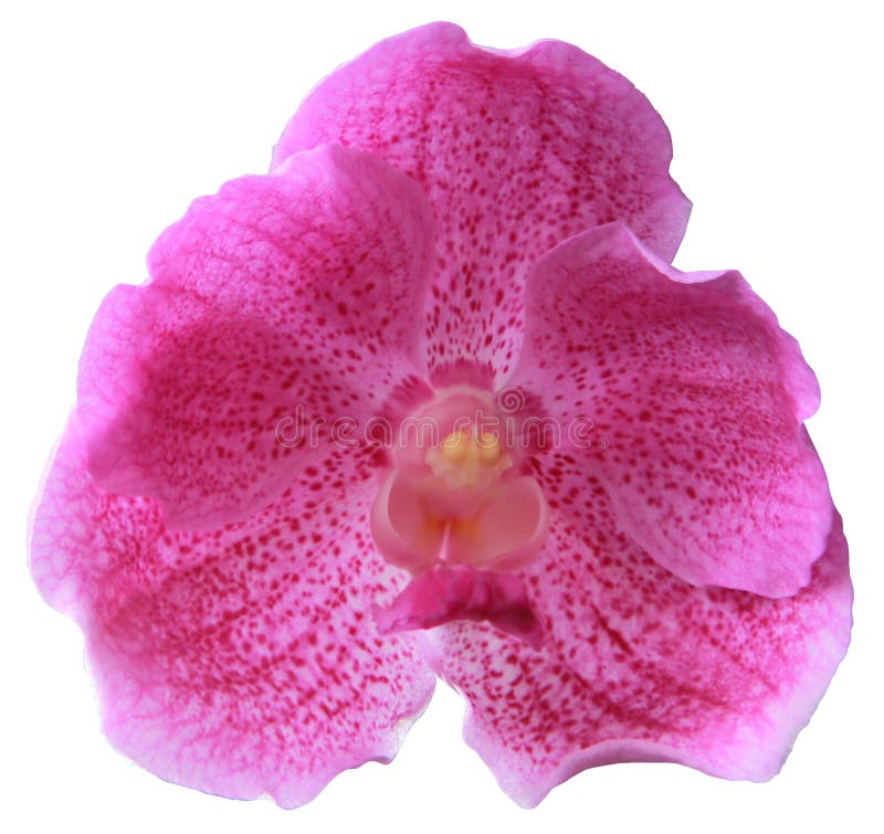 The Pink Vanda Flowers with Dark Pink Spots. Stock Photo - Image of ...