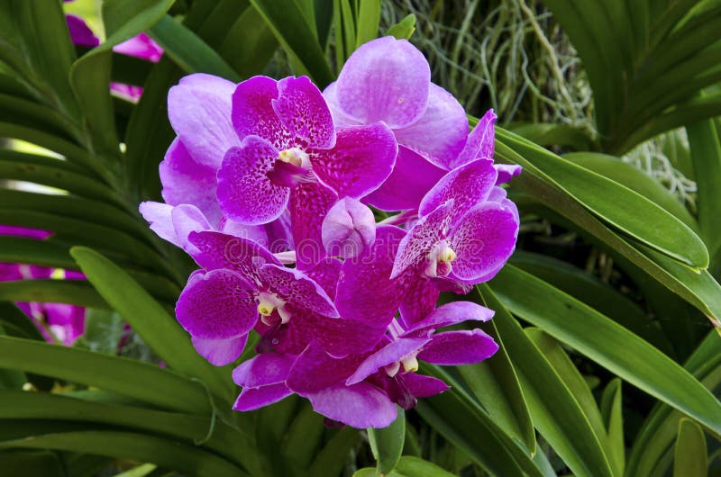Pink vanda stock image. Image of decoration, colorful - 55092477