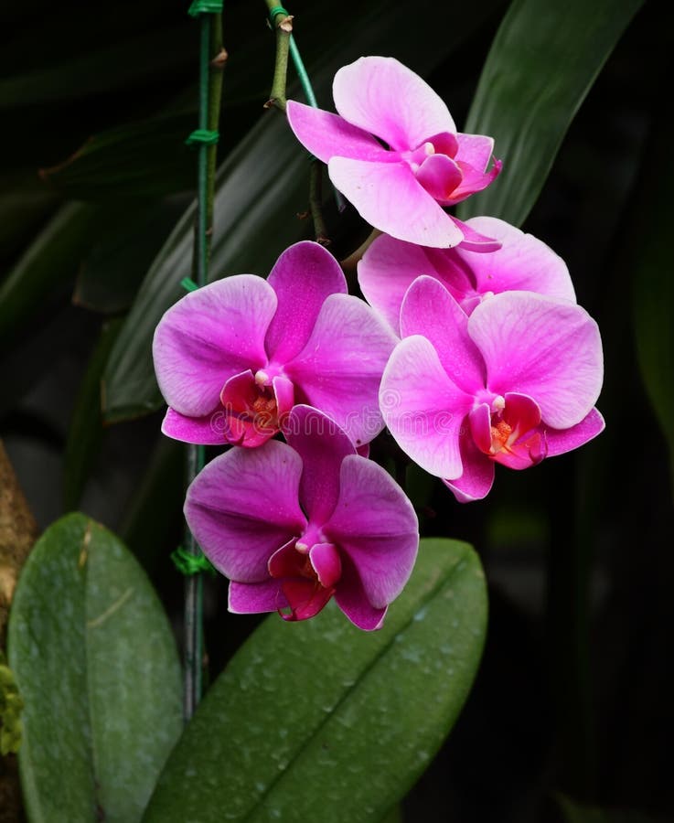 Pink Vanda orchid stock photo. Image of flower, pink - 25617954