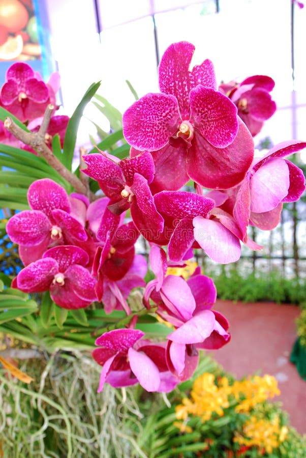 Pink vanda orchid stock photo. Image of botanical, fresh - 37671834