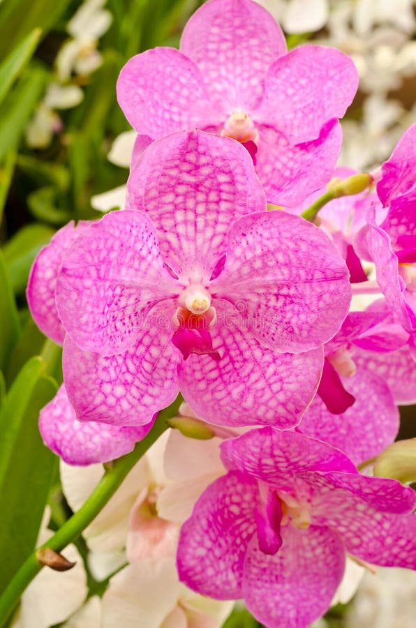 Pink vanda orchid stock image. Image of organic, beautiful - 47564357