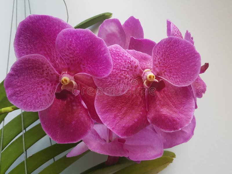 Pink vanda orchid stock image. Image of pinkvanda, pink - 243913211